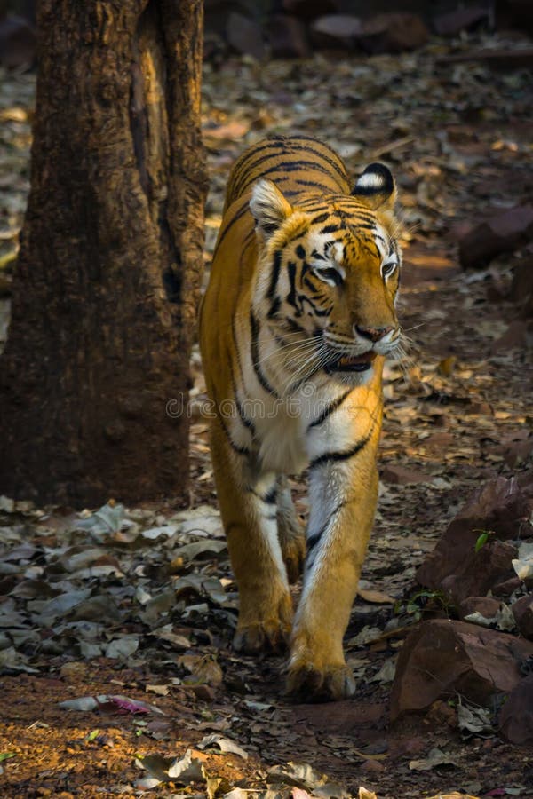 Royal Bengal Tiger Walking in Slow Pace. Photo Taken from Front Side ...