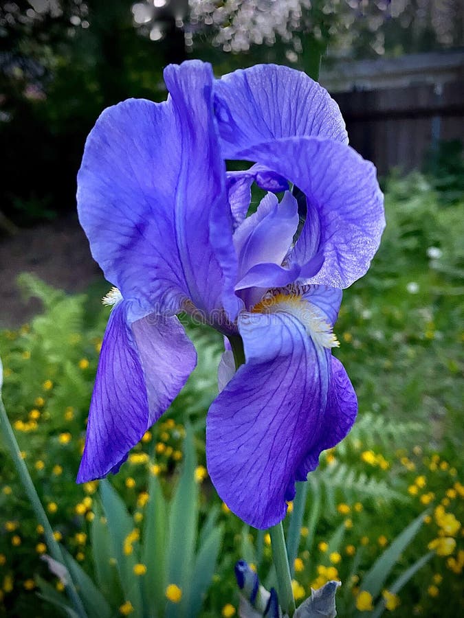 Royal Blue Iris stock image. Image of garden, royal - 184475375