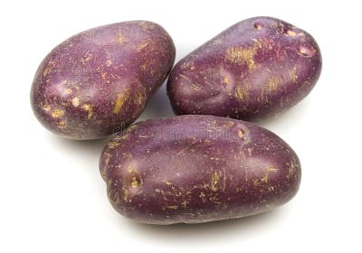 Royal Blue Potatoes stock image. Image of healthy, farm - 16213983
