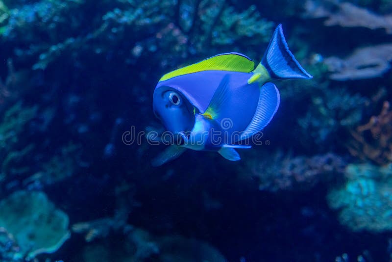 Royal Blue Tang Fish Swimming Underwater Stock Image - Image of mouth ...