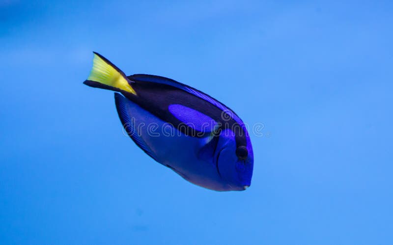 Royal Blue Tang Fish Dory