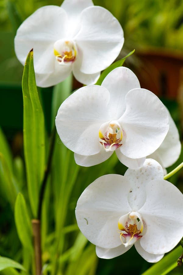 Royal Botanic Gardens. Different Types of Orchids Stock Photo - Image ...