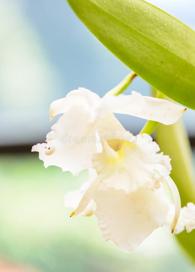 Royal Botanic Gardens. Different Types of Orchids Stock Photo - Image ...