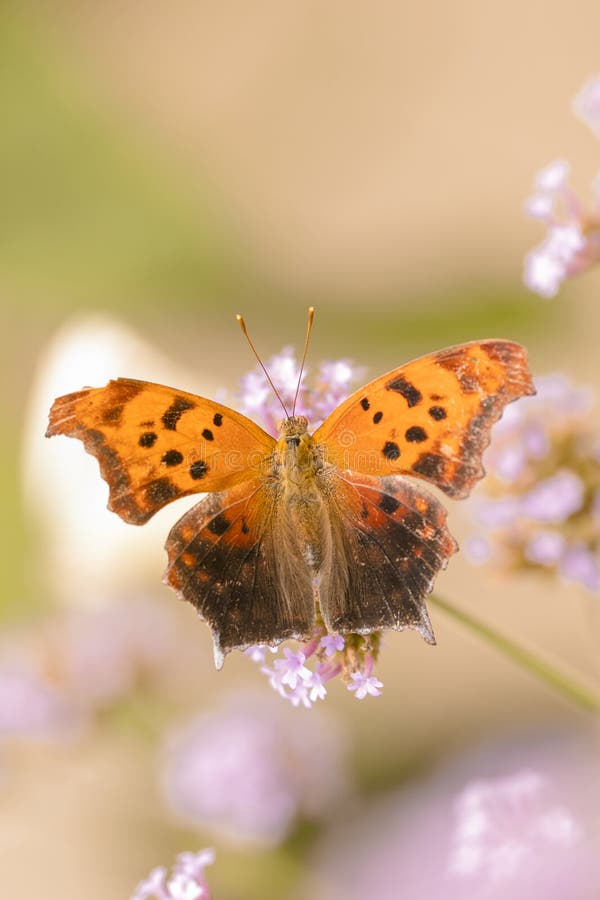 Royal Butterfly, Close Up Macro Shot Stock Photo - Image of monarch ...