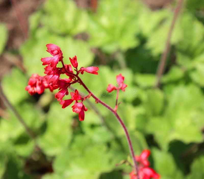 Royal Catchfly is a Perennial Forb Stock Photo - Image of fresh, royal ...