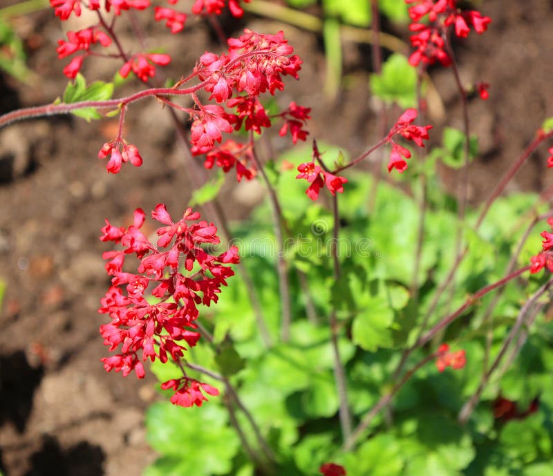 Royal Catchfly is a Perennial Forb Stock Photo - Image of atop ...