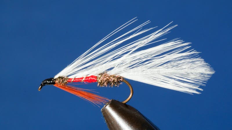 Royal Coachman trout fly stock photo. Image of sport - 13490144