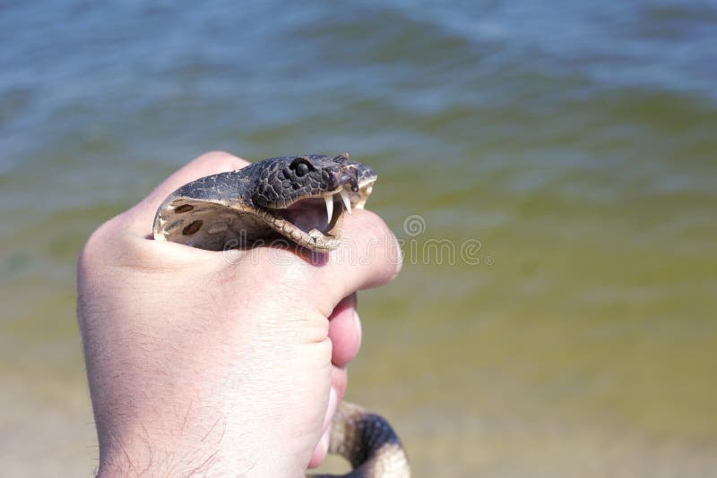 Royal cobra in hand stock image. Image of black, reptilian - 116421855