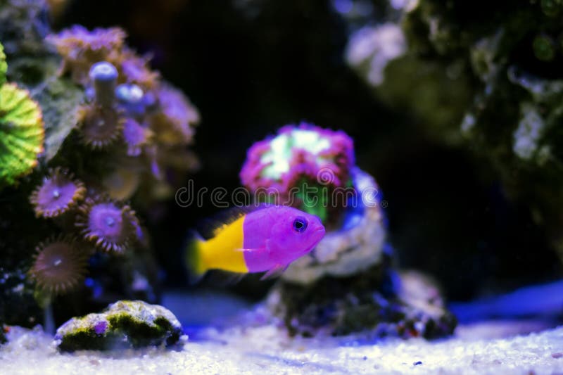 The Royal Dottyback - (Pictichromis Paccagnellorum) Stock Image - Image ...