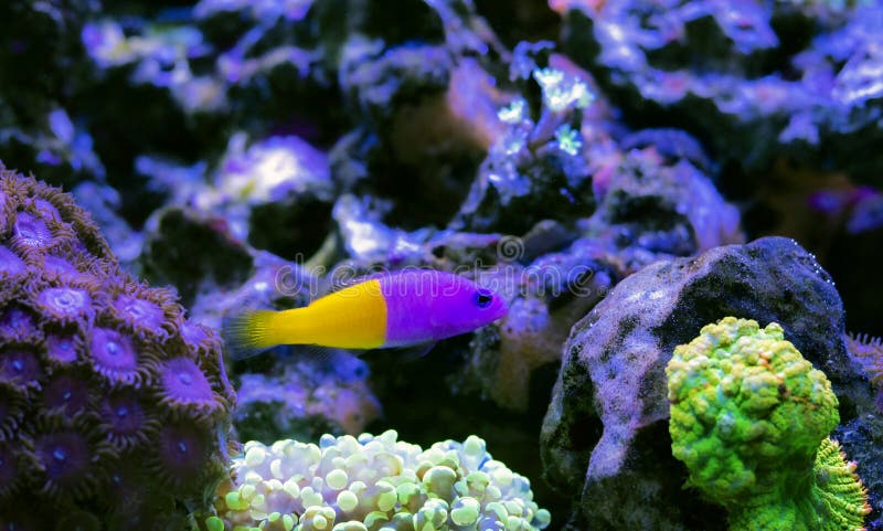 The Royal Dottyback - (Pictichromis Paccagnellorum) Stock Image - Image ...