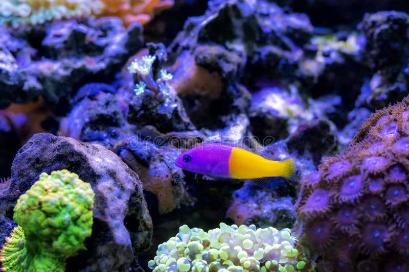 The Royal Dottyback - (Pictichromis Paccagnellorum) Stock Photo - Image ...