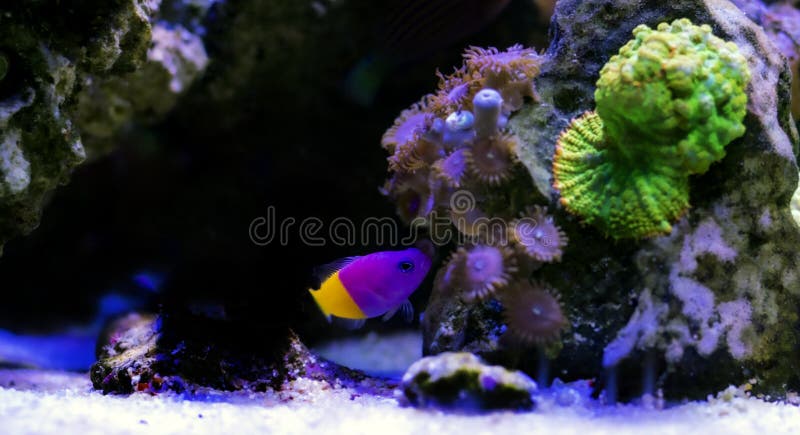 The Royal Dottyback - (Pictichromis Paccagnellorum) Stock Photo - Image ...