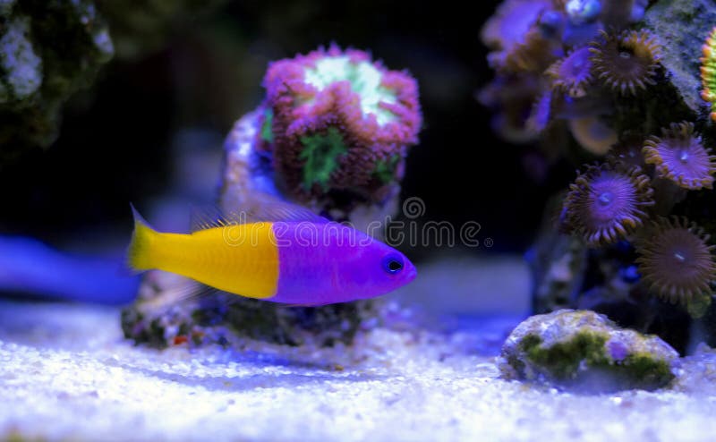 The Royal Dottyback - (Pictichromis Paccagnellorum) Stock Photo - Image ...