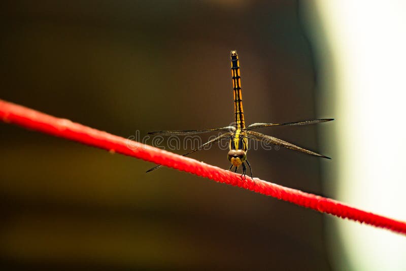 Royal Double Wing Dragonfly Stock Photos - Free & Royalty-Free Stock ...
