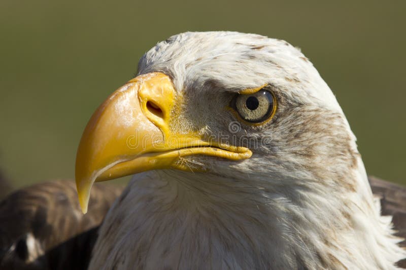 Creador Stock Photos - Free & Royalty-Free Stock Photos from Dreamstime