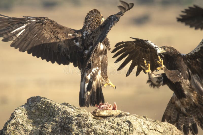 Royal Eagle and Imperial Eagle Stock Photo - Image of branch, flying ...