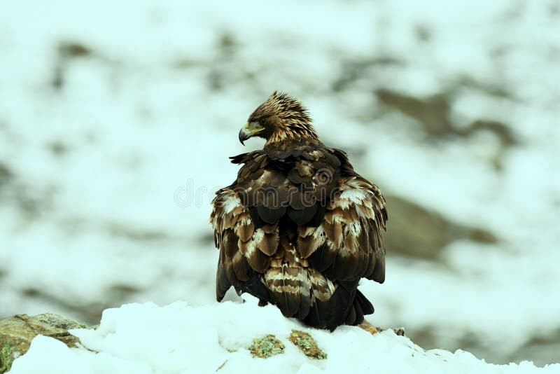 Royal Eagle in the Mountains of Avila Stock Photo - Image of face ...
