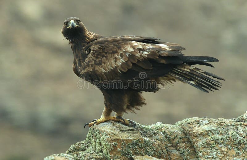 A royal eagle stock photo. Image of flight, autumn, buzzard - 260703888