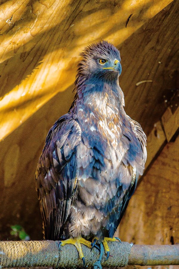 Royal Eagle stock photo. Image of animal, away, lookingaway - 298320578