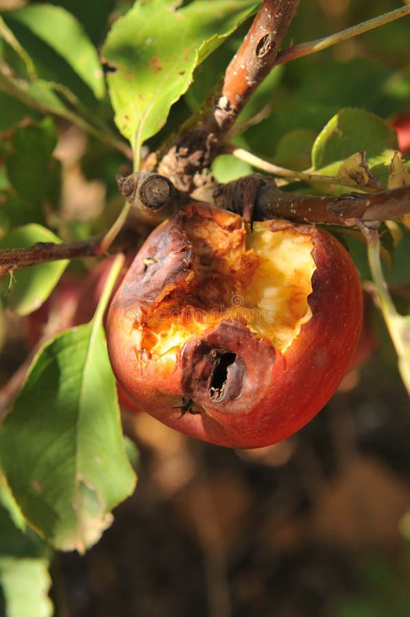 A Royal Gala Apple Damaged by Hail Stock Photo - Image of hail ...