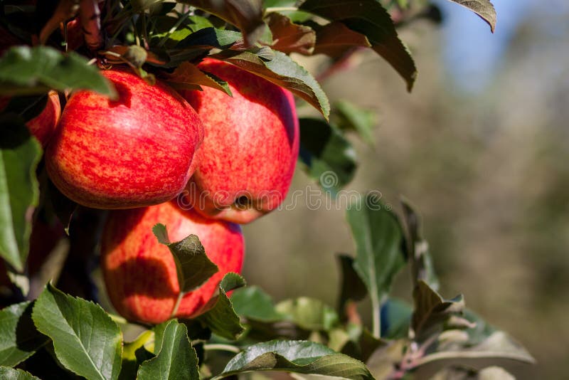 Royal Gala Apples stock image. Image of work, autumn - 33776247