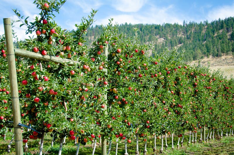 Royal Gala Apples Ready for Harvesting Stock Image - Image of healthy ...