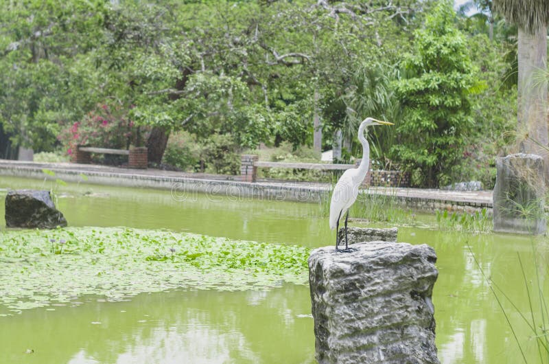 Royal Galsa Resting in a Pond on a Rock in the Tropics Stock Photo ...