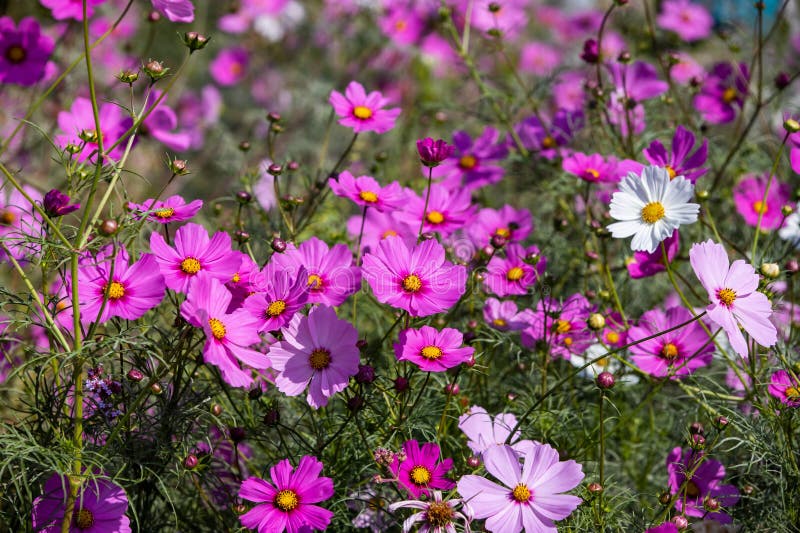 Royal Gardens with Plants, Colourful Flowers and Insects Stock Photo ... Royal Gardens with Plants, Colourful Flowers and Insects Stock Photo ...