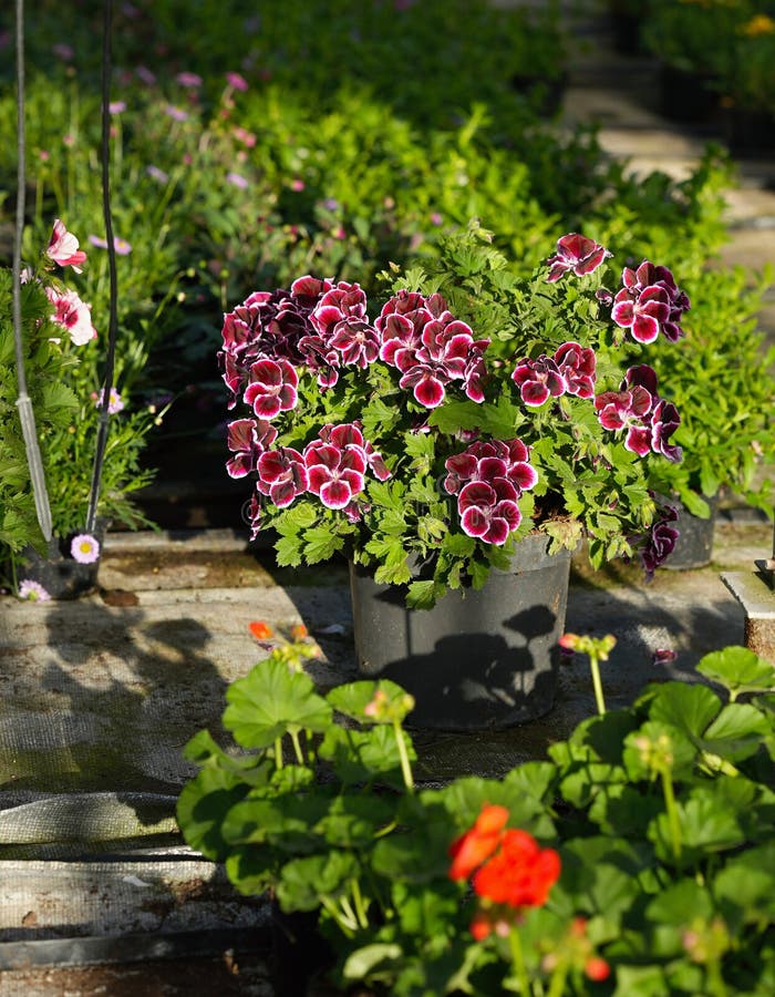 Royal Geranium Blooming in Pot Close-up Stock Photo - Image of ...