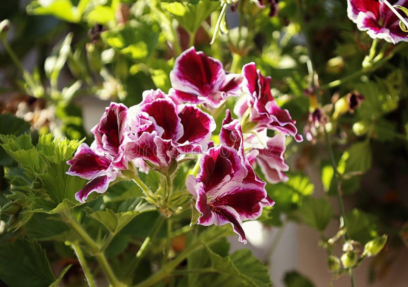 Royal Geranium or Geranium Thought Stock Image - Image of blooming ...