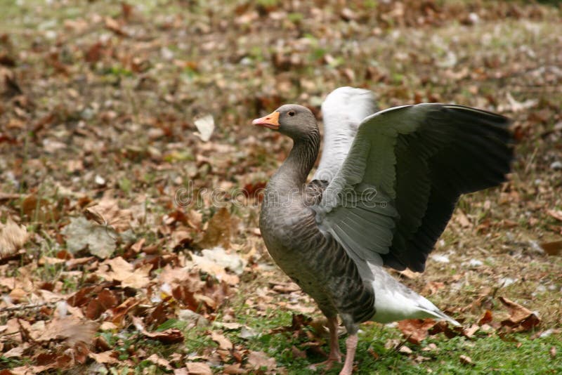 Royal goose stock photo. Image of wings, proud, leaves - 50410610