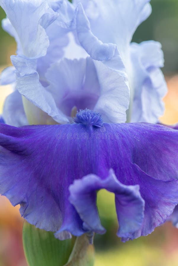 Royal iris stock image. Image of happy, flowers, soft - 208634725