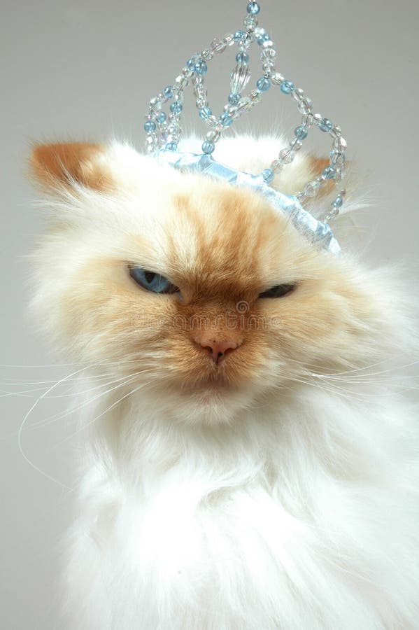 Royal Kitty stock image. Image of depth, jealous, animal - 416251