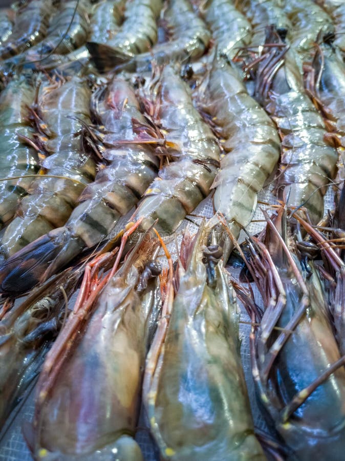 Royal Large Sea Prawns Stacked in a Row Stock Photo - Image of bright ...