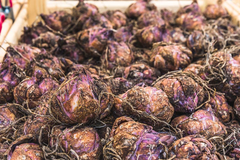 Royal Lily Bulbs, Lilium Regale Stock Image - Image of lilies, lilly ...