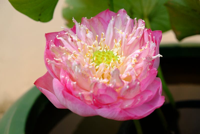 Royal Lotus Flower in Talay Noi Fowl Reserve, Ramsar Wetland Resevior ...