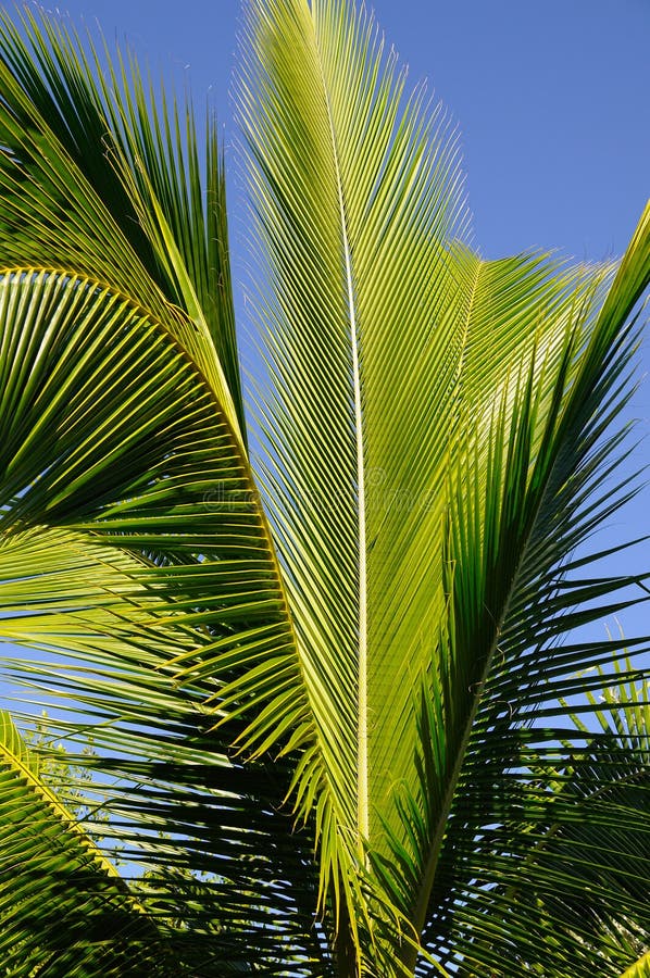 Royal Palm (Roystonea Regia) Stock Image - Image of pattern, abstract ...