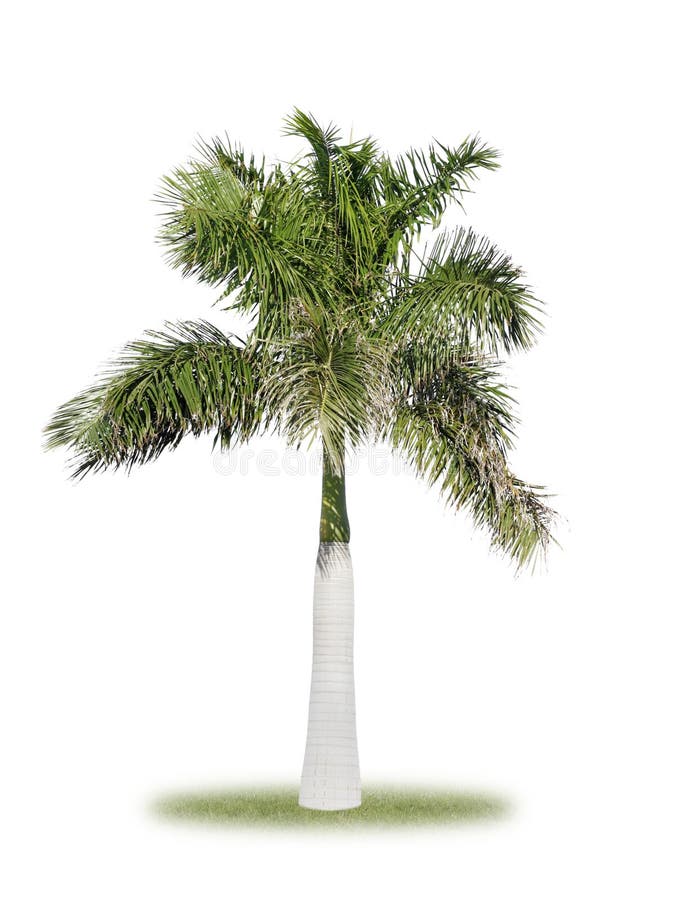 Royal palm stock image. Image of cuban, south, environment - 34816269