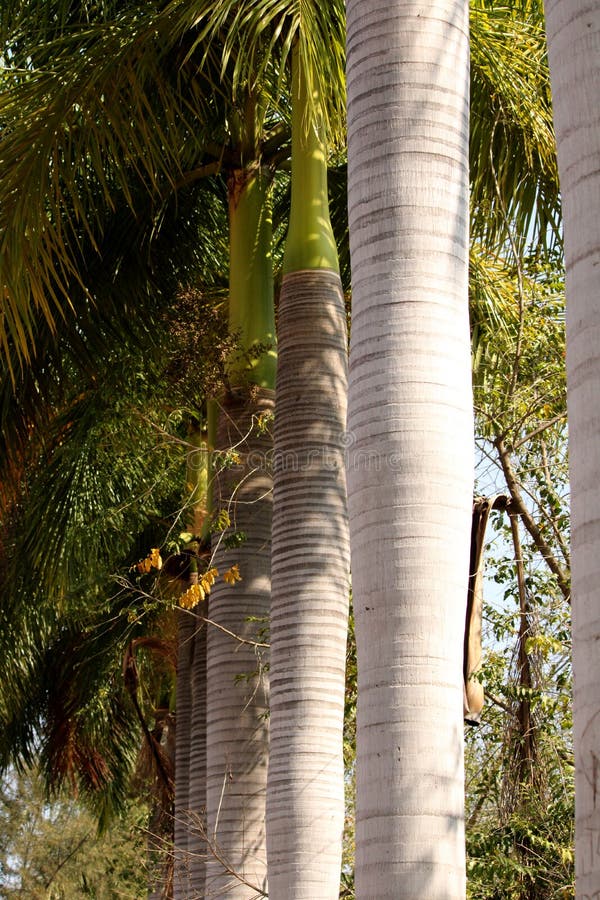 Royal Palm Tree Stem stock photo. Image of tree, palm - 264233988
