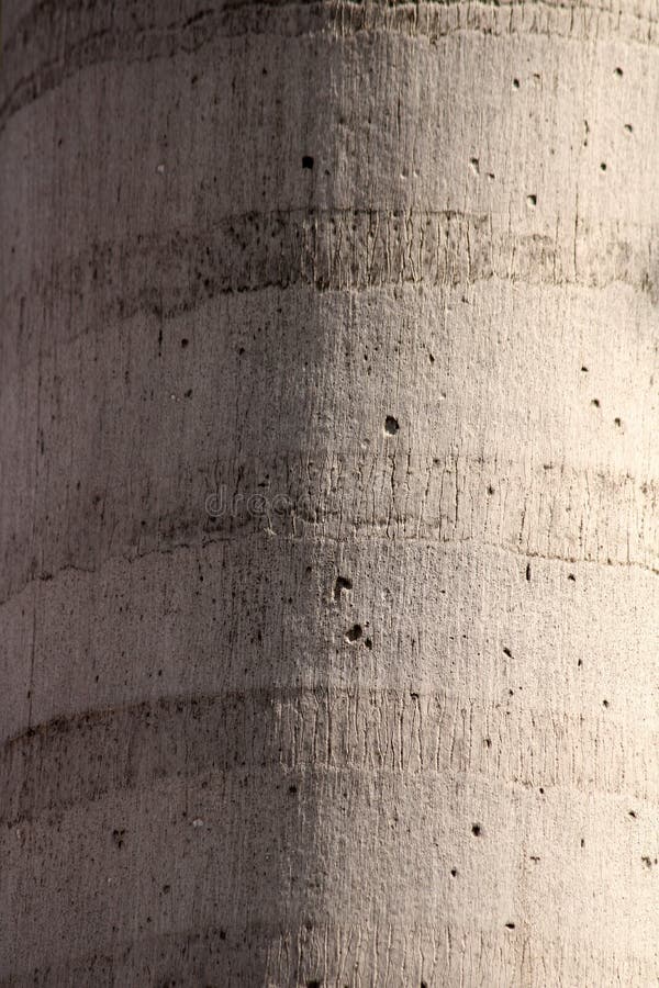 Royal Palm Tree Stem stock image. Image of palm, almatti - 264233999