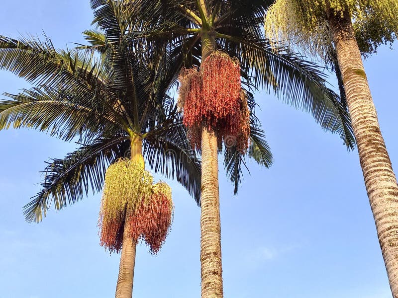 Royal palm trees stock image. Image of palm, full, crop - 341662813