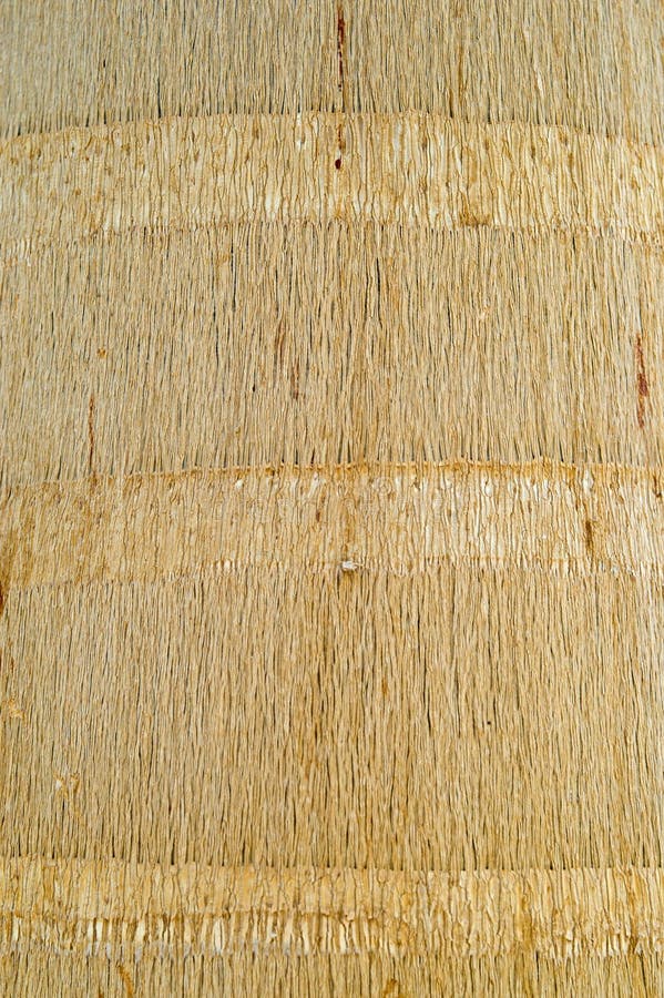 Royal Palm Wooden Texture Picture. Image: 4781646
