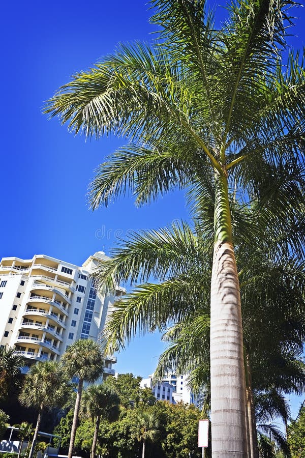 Royal Palms & Buildings Stock Image - Image of palm, scenic: 21050713