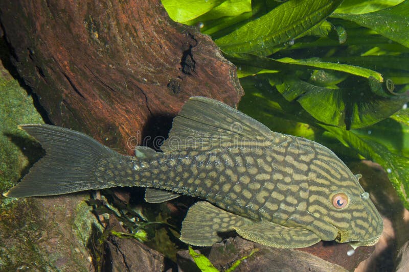 Royal Panaque in Closeup, Popular Suckermouth Catfish in Aquaculture ...