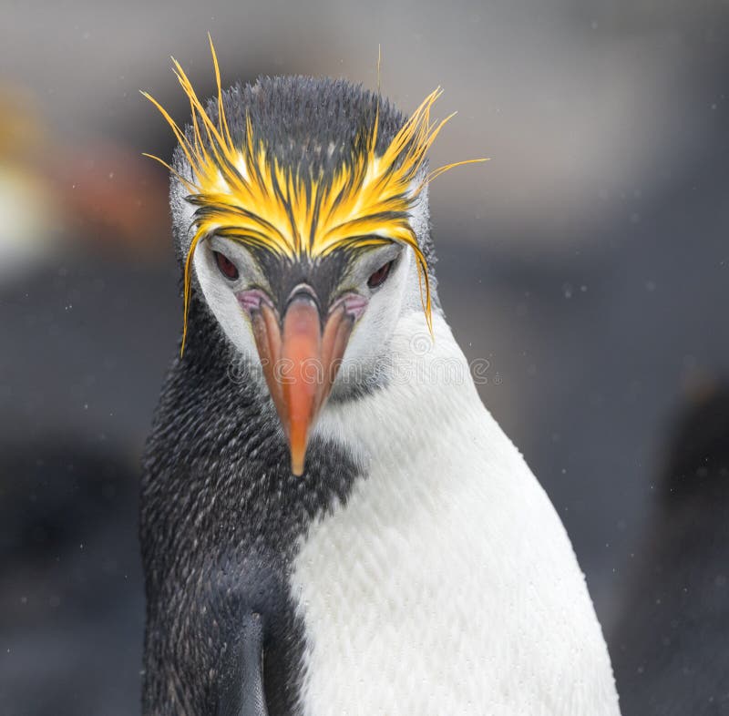 Royal Penguin, Eudyptes Schlegeli Stock Image - Image of eudyptes ...