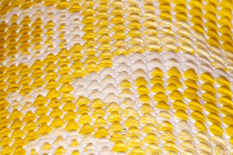 Royal Phyton Skin Pattern stock image. Image of detail - 15642441