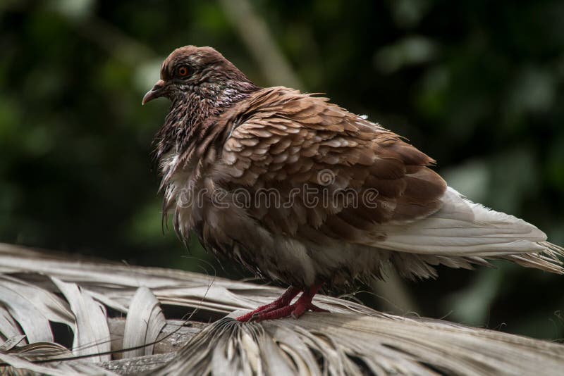 Royal pigeon stock image. Image of standing, brown, pigeon - 88137369