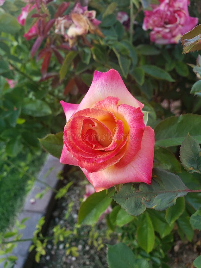 Royal Pink Rose of the Sumner Stock Image - Image of summer, royal ...