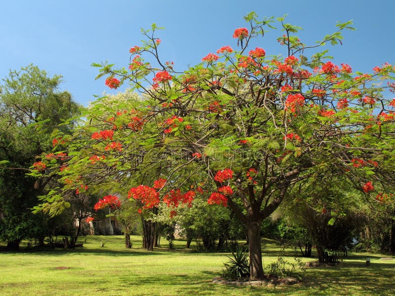 Royal Poinciana Tree with Red Flower Stock Photo - Image of tree, flora ...