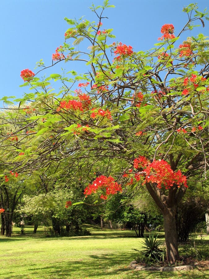 Royal Poinciana Tree with Red Flower Stock Photo - Image of tree, flora ...